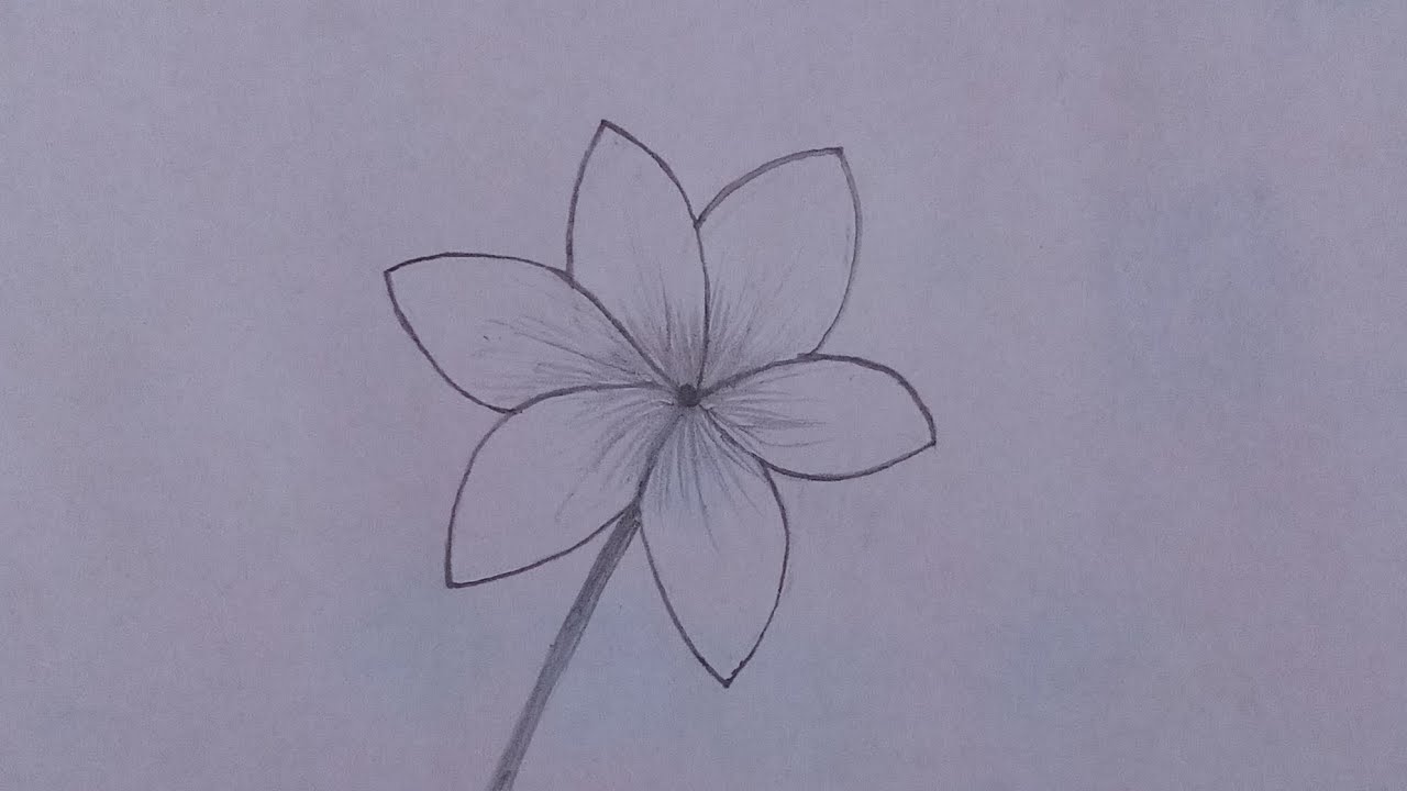 ️How to draw a vinca flower easily with pencil |step by step #art # ...