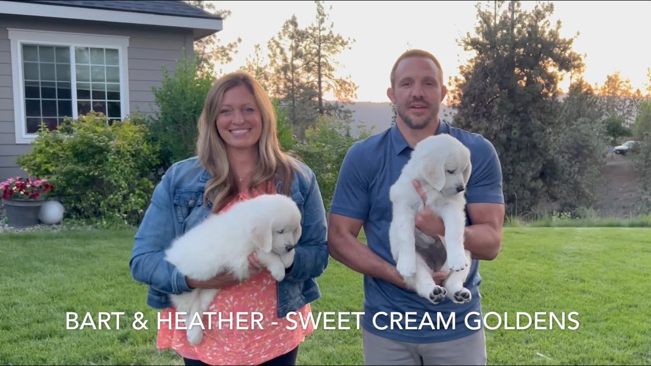 Sweet Cream Goldens - Meet Bart & Heather! - YouTube