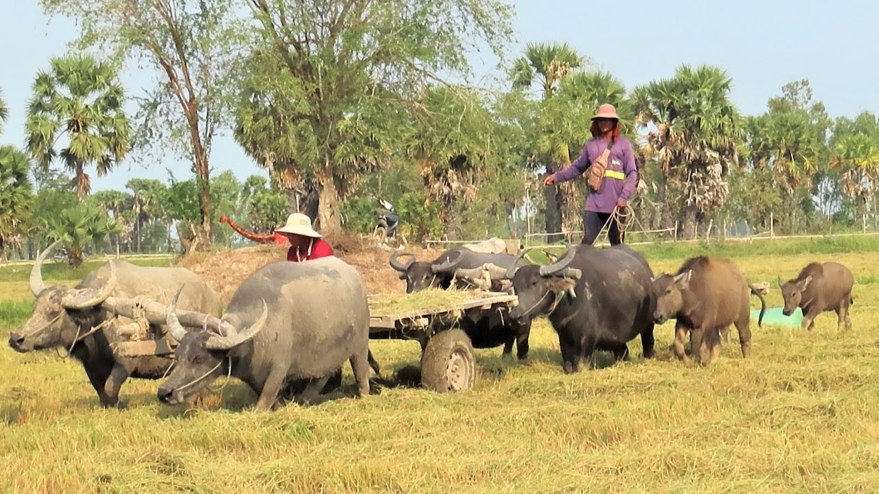 កសិករប្រមូលផលស្រូវដោយប្រើរទេះក្របីជាកំលាំងអូសទាញ | Farmers transport ...