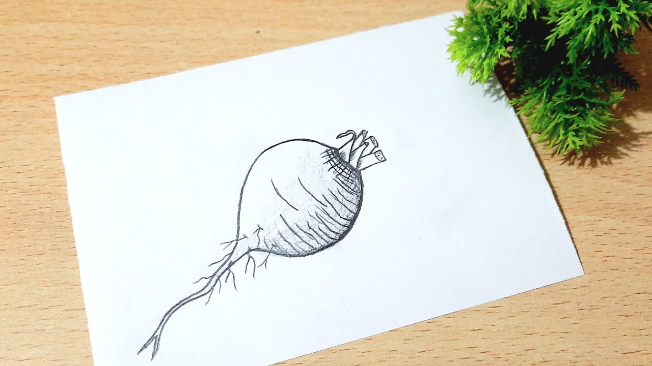 How to draw a Beta(beet) root [betacyanin] step by step #video - YouTube