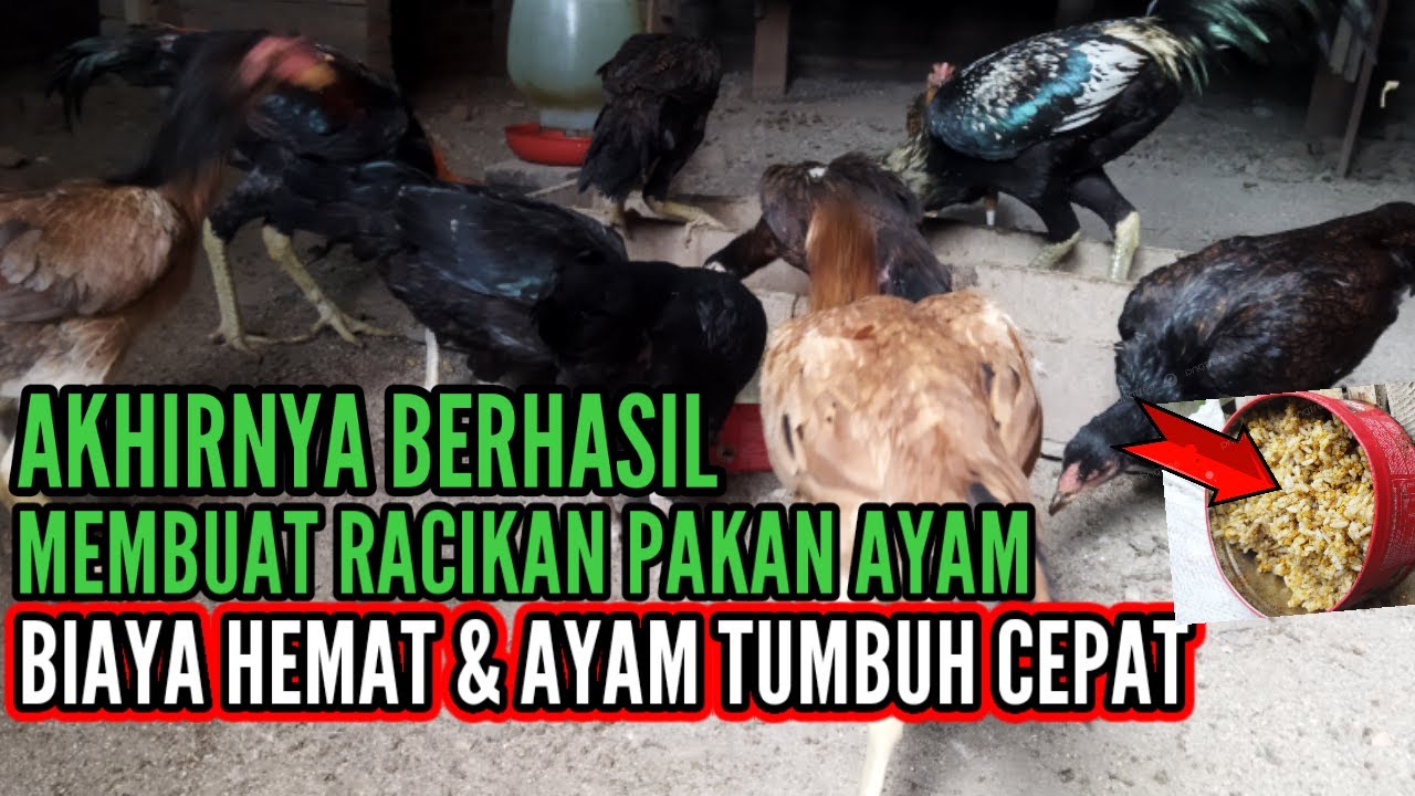 AKHIRNYA BERHASIL !! MERACIK PAKAN AYAM BIAYA HEMAT DENGAN PERTUMBUHAN ...