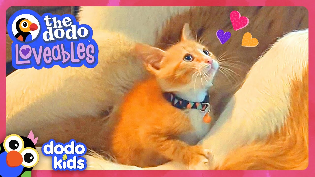 Will This Kitten Ever Get Along With Her GIANT Big Sister? | Dodo Kids ...
