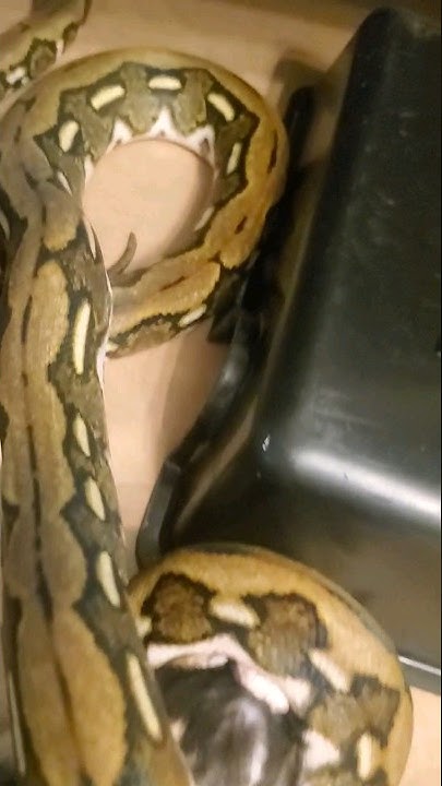 Retic Feeding Day | Snakes Eating | Reticulated Python | - YouTube