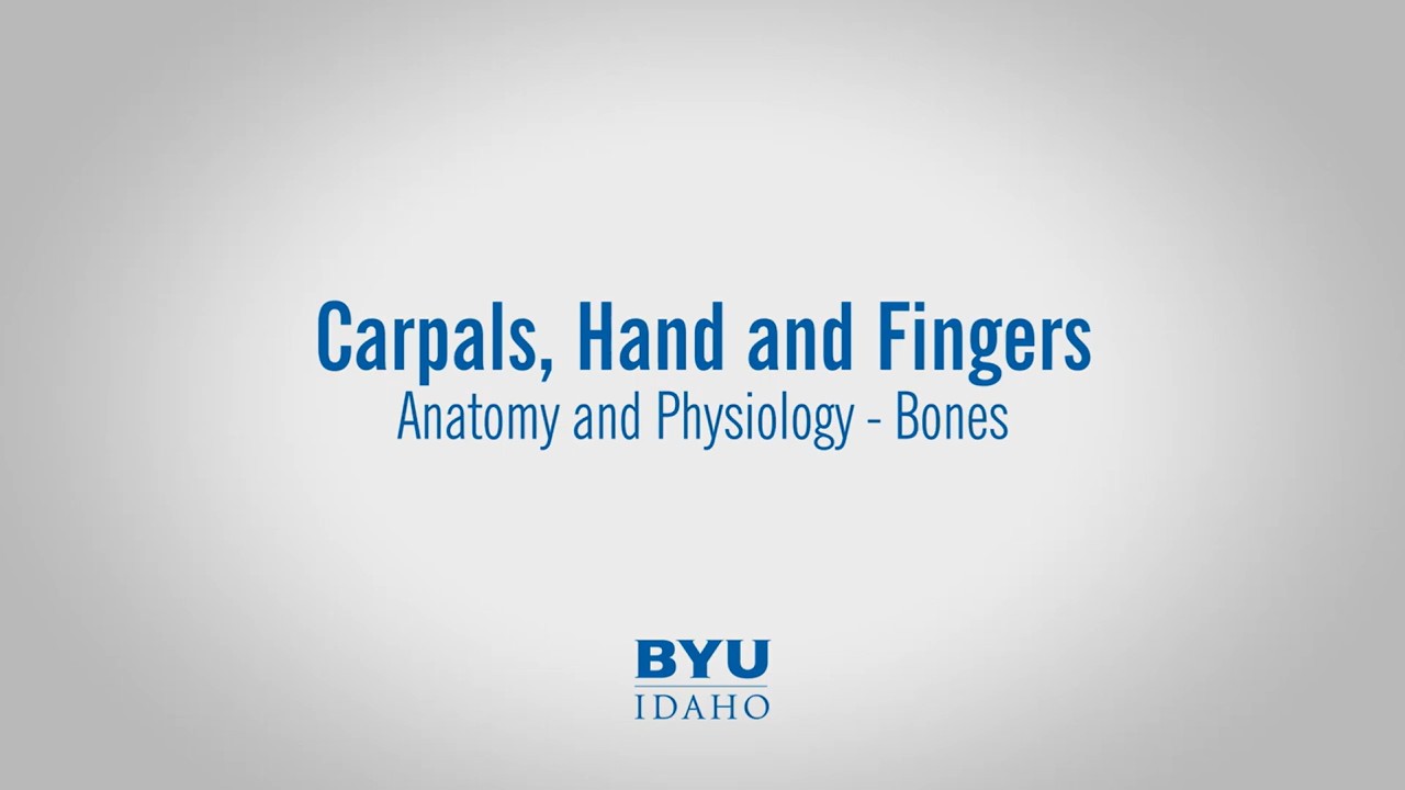 How to Remember Wrist & Hand Bones (Easy Anatomy Mnemonic!) - YouTube