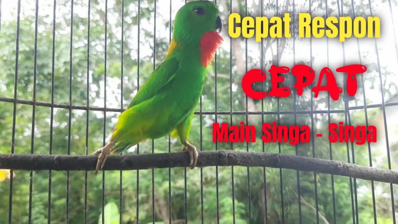 Suara Serindit Gacor Cocok Banget Agar Serindit Cepat Main Singa-Singa ...