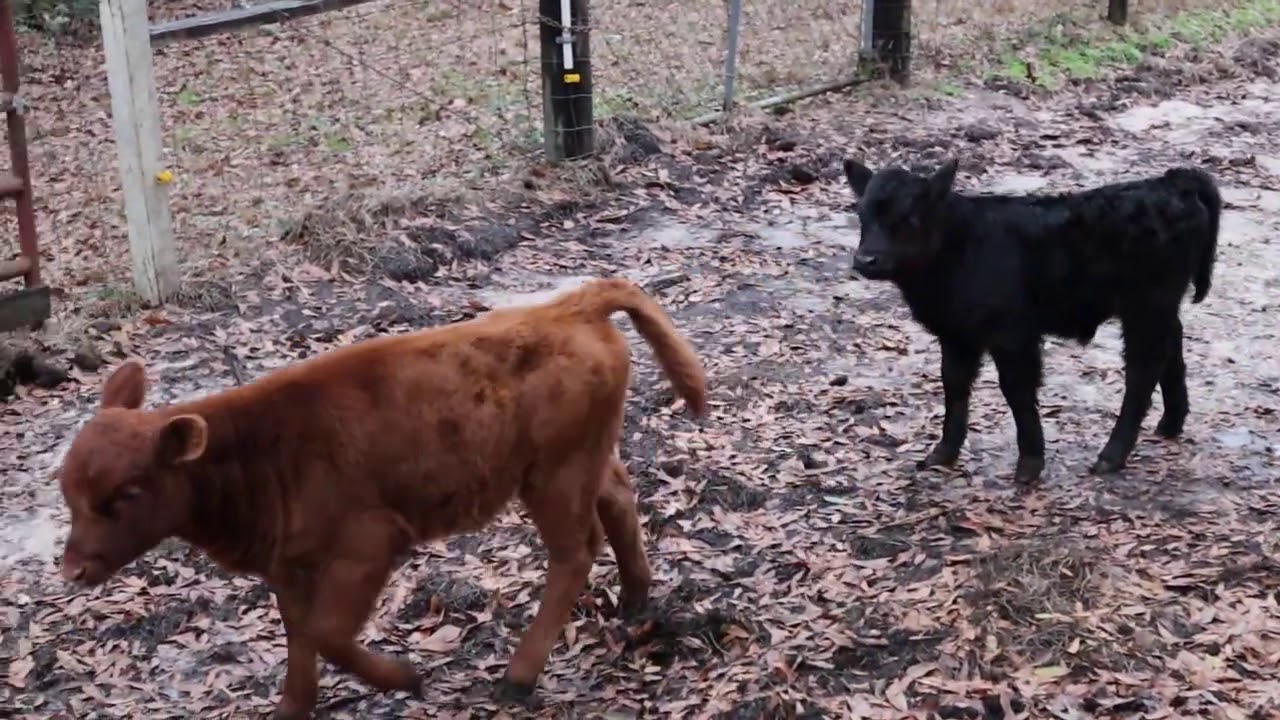 Baby Dexter Cattle