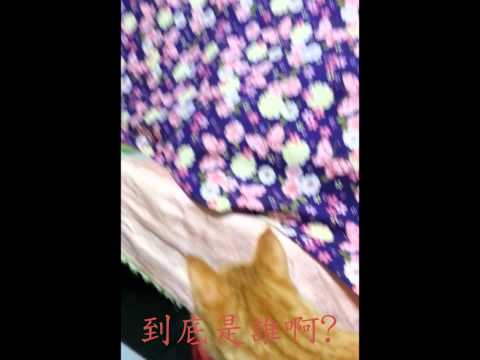 躲貓貓