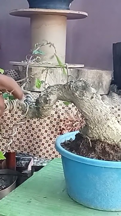Wiring Serut Slanting Bonsai Bonsaiserut Bonsaitree Bonsaicare Youtube