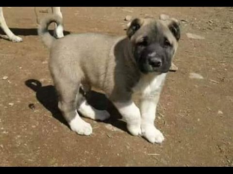 Kangal Yavruları Bile Korumada Aslan Gibi