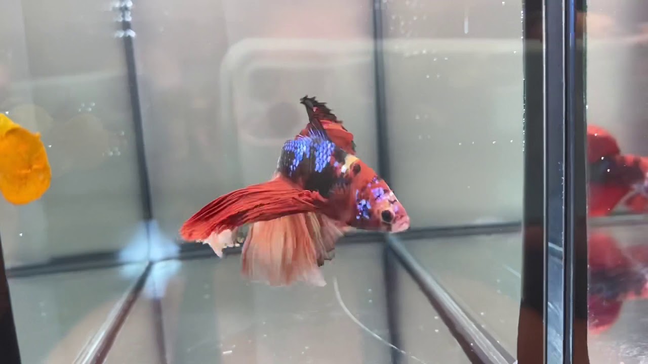 Very Rare! Galaxy Candy Koi (M5) Halfmoon Betta Fish Male @ Züri-Betta ...