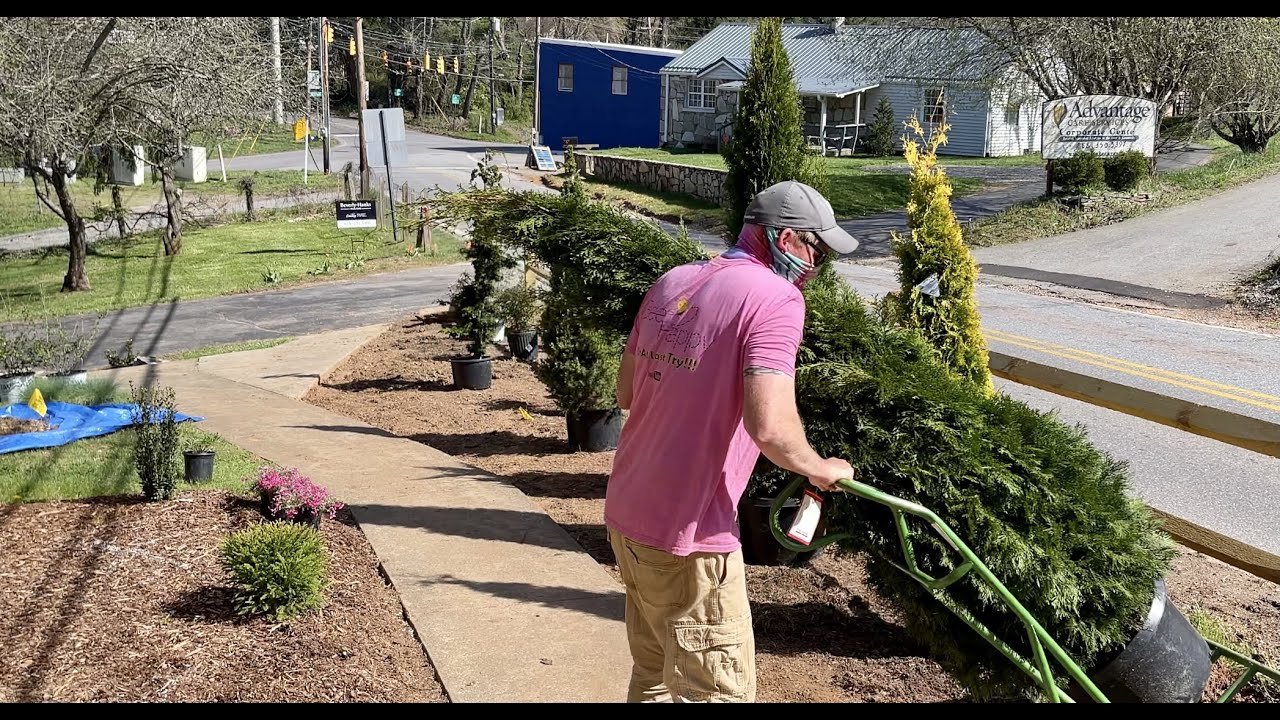 Landscape Design ~ Part2 { Placing and Planting Evergreens and ...