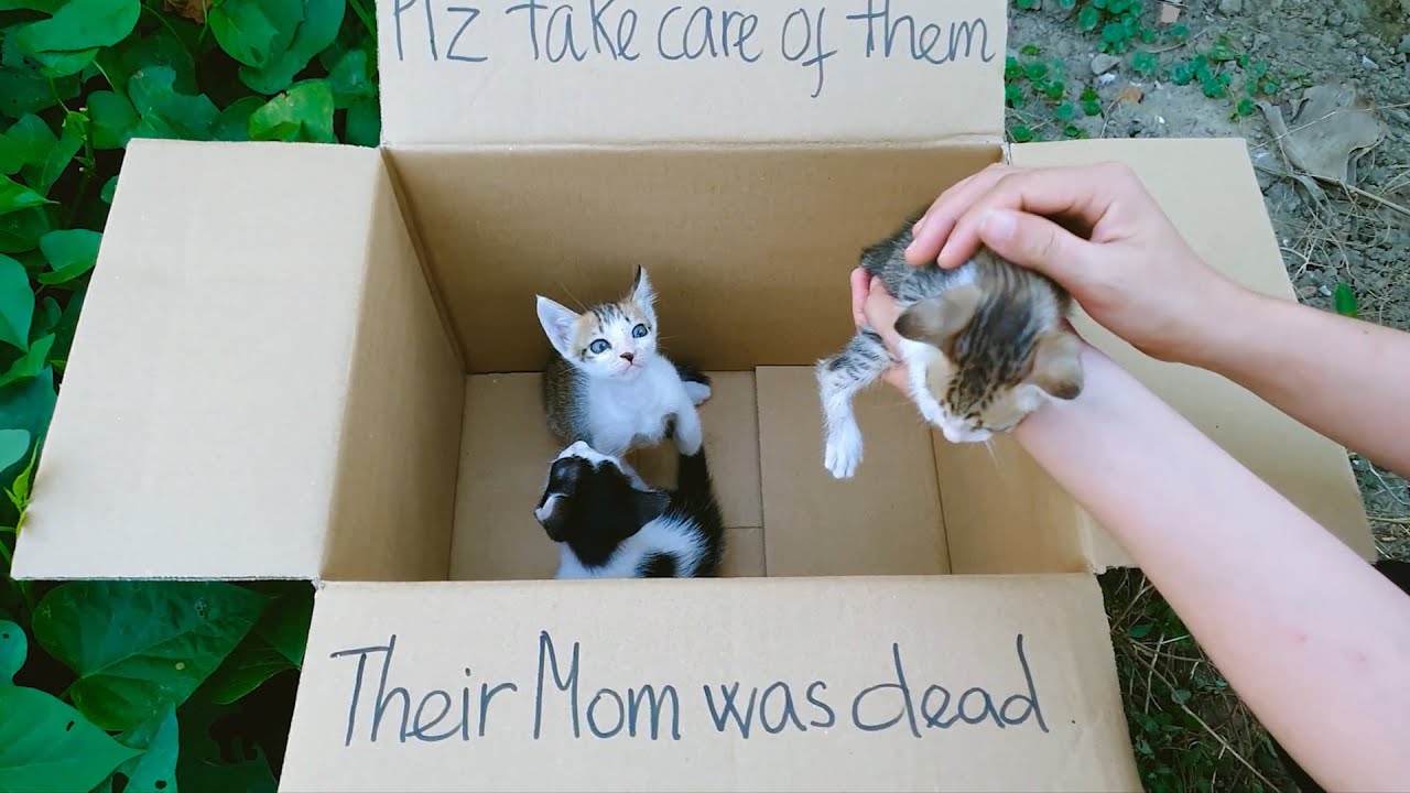 Rescue Poor Baby Cats Abandoned - How Three Pitiful Kittens and I ...