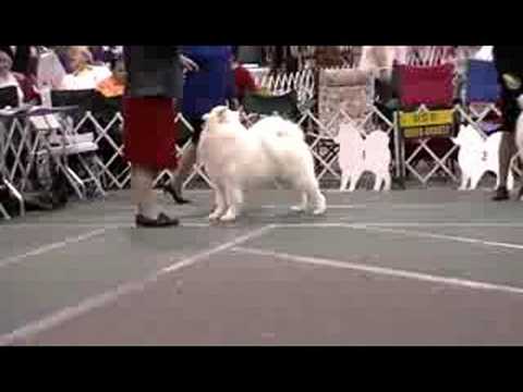 Vanderbilt Samoyeds - YouTube