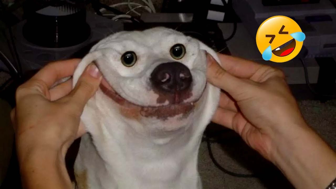 Funniest Dog Fail Compilation 2023 | Funny Dog Videos - The Pet Facts ...