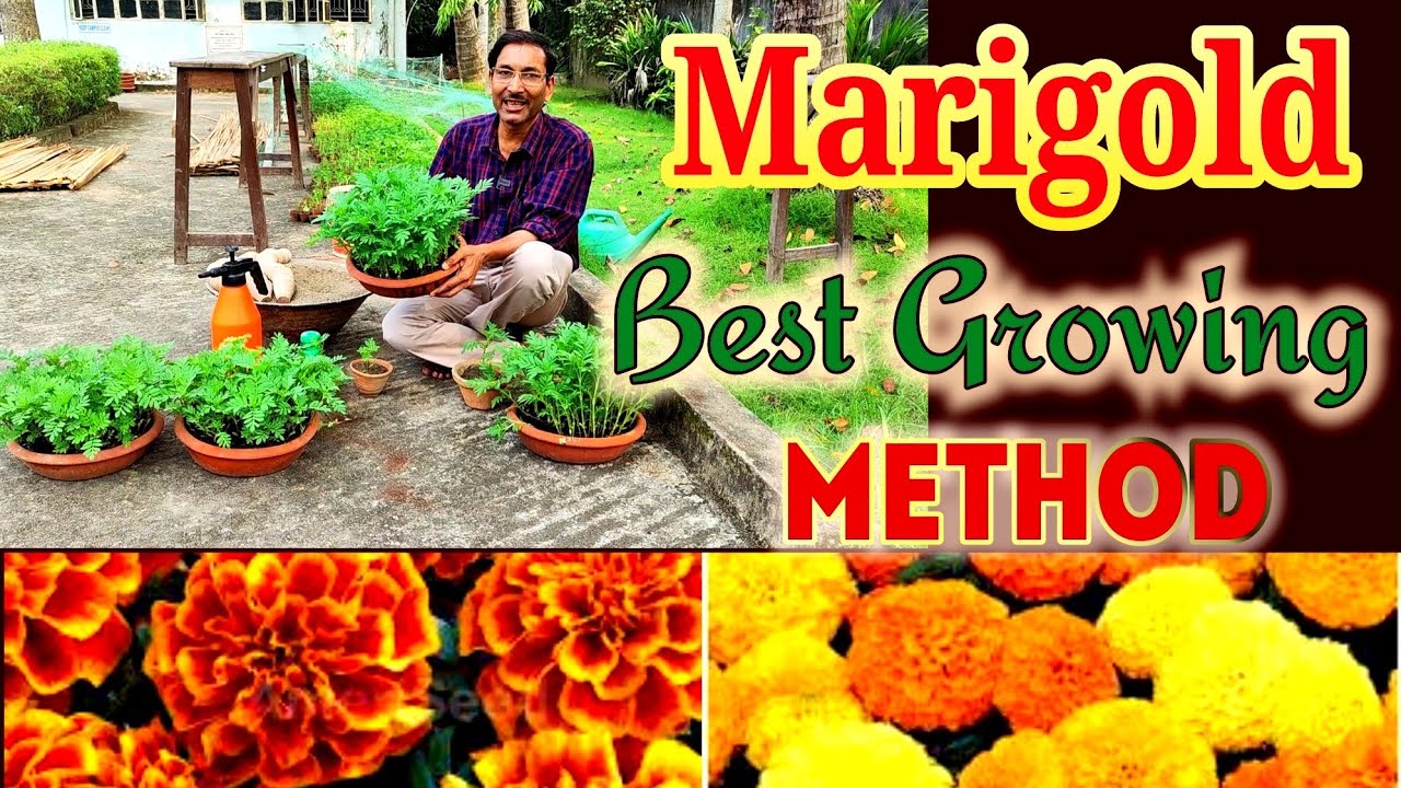 The Best Method of Growing Marigold from Seeds to obtain Best Results ...