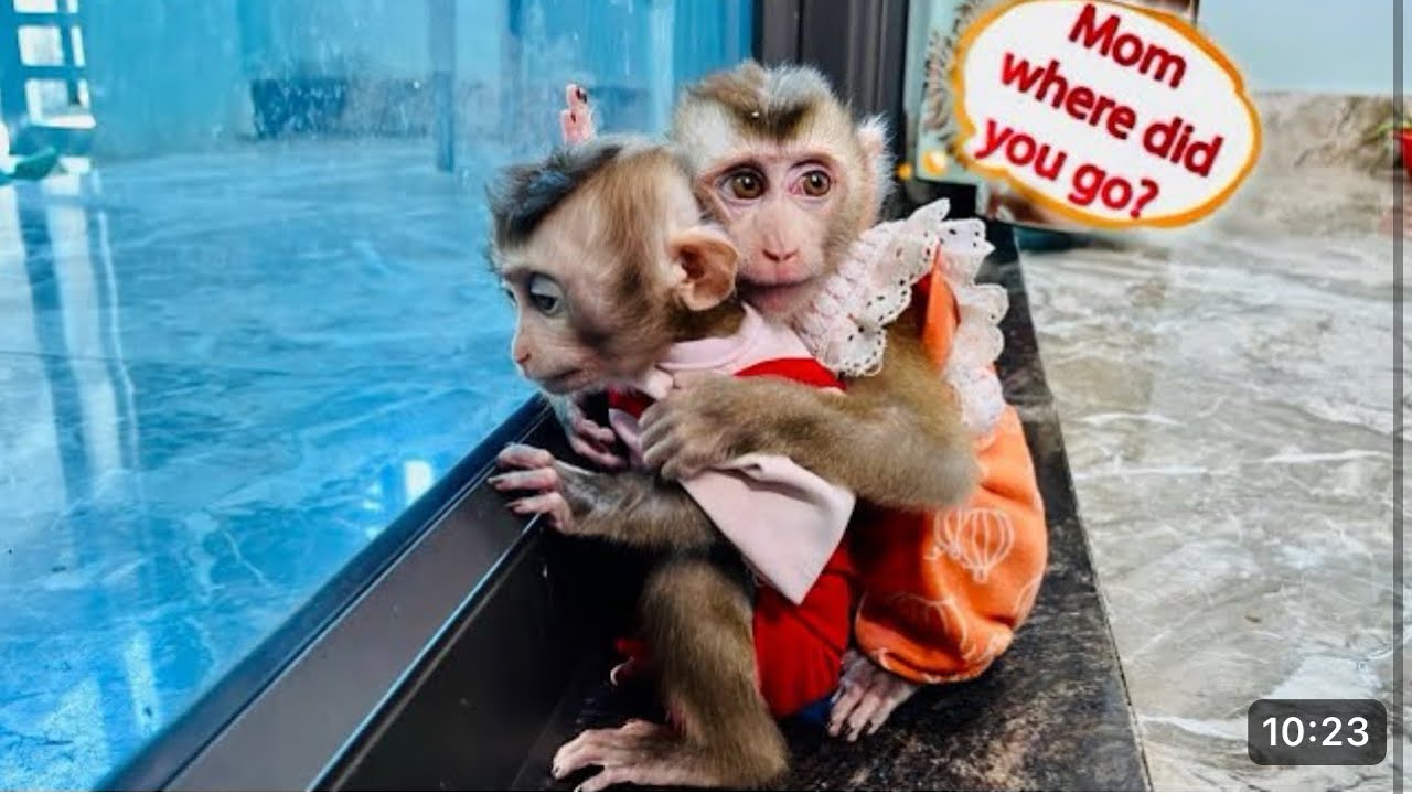 Monkey Diana and DiDi obediently hugged each other waiting for their ...