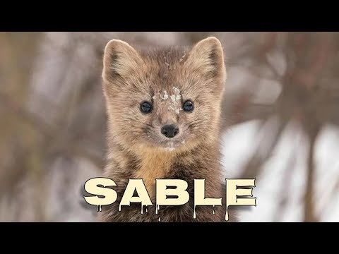 Sable sounds - YouTube