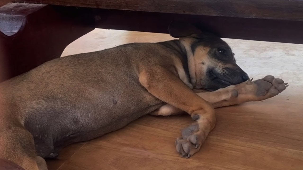 So sorry poor baby dog This vindeo Record Befor deat let it be born in ...
