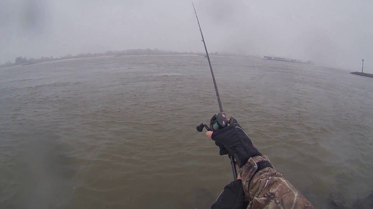 Zander Angeln am Rhein - YouTube