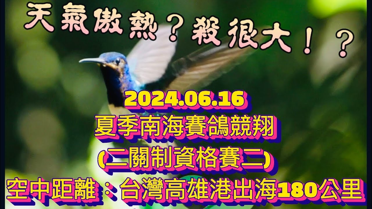 夏季南海競翔：高雄港出海180公里20240616 Taiwan racing pigeons return home#鴿神使者#賽鴿#南海賽 ...