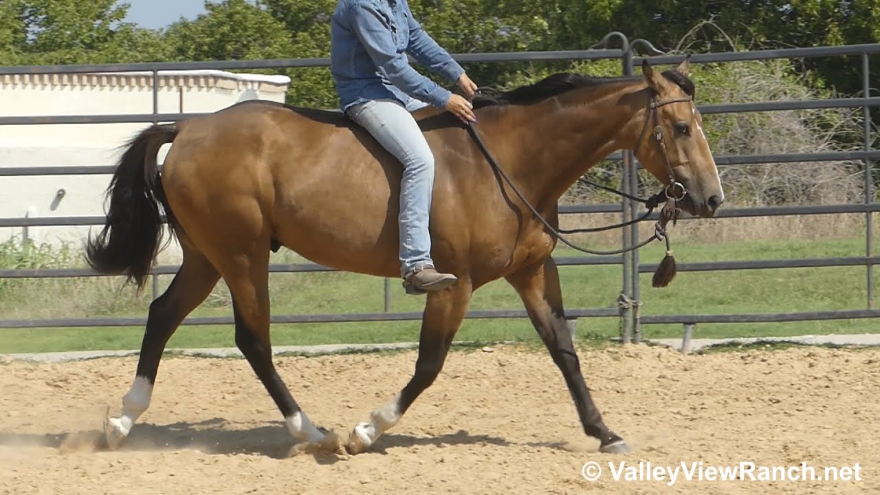 Charley - bareback walk, trot, turns, trail! - ValleyViewRanch.net ...