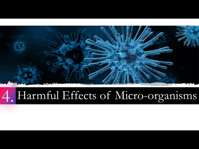 Harmful Microorganisms Types And Harmful Effects On