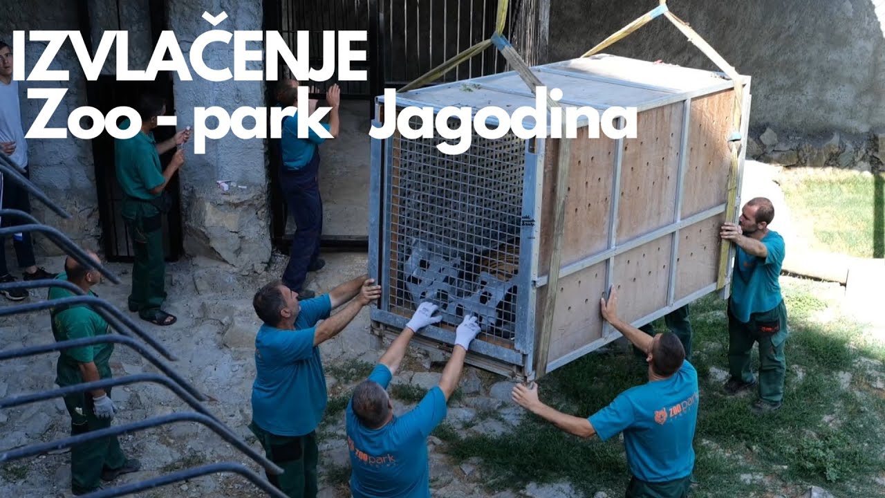 IZVLAČENJE - premeštanje tigrova (zoo - park jagodina) - YouTube