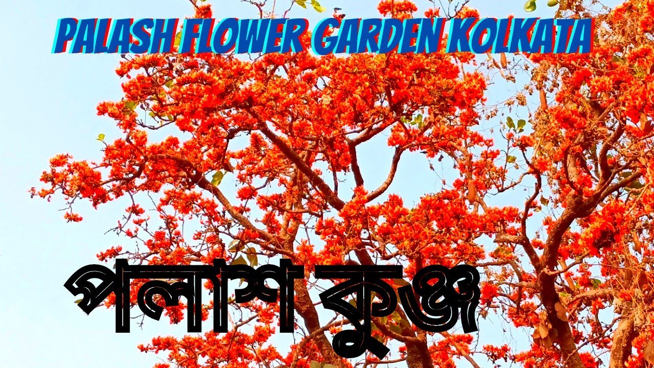 Palash Flower Garden