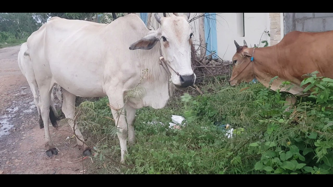 Beautiful kid cow videos,cute kid cows 7 - YouTube
