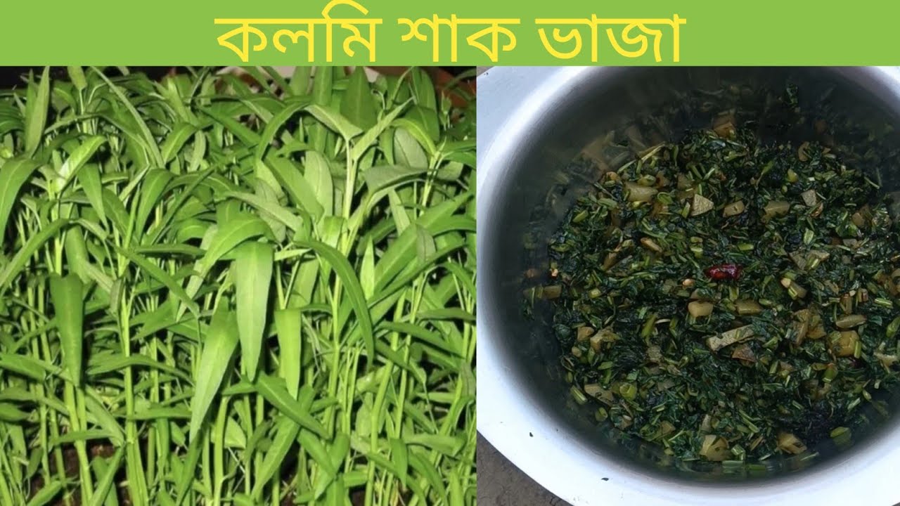 Kolmi Shak Vaja || কলমি শাক ভাজা || Water Spinach Recipe In Bengali ...