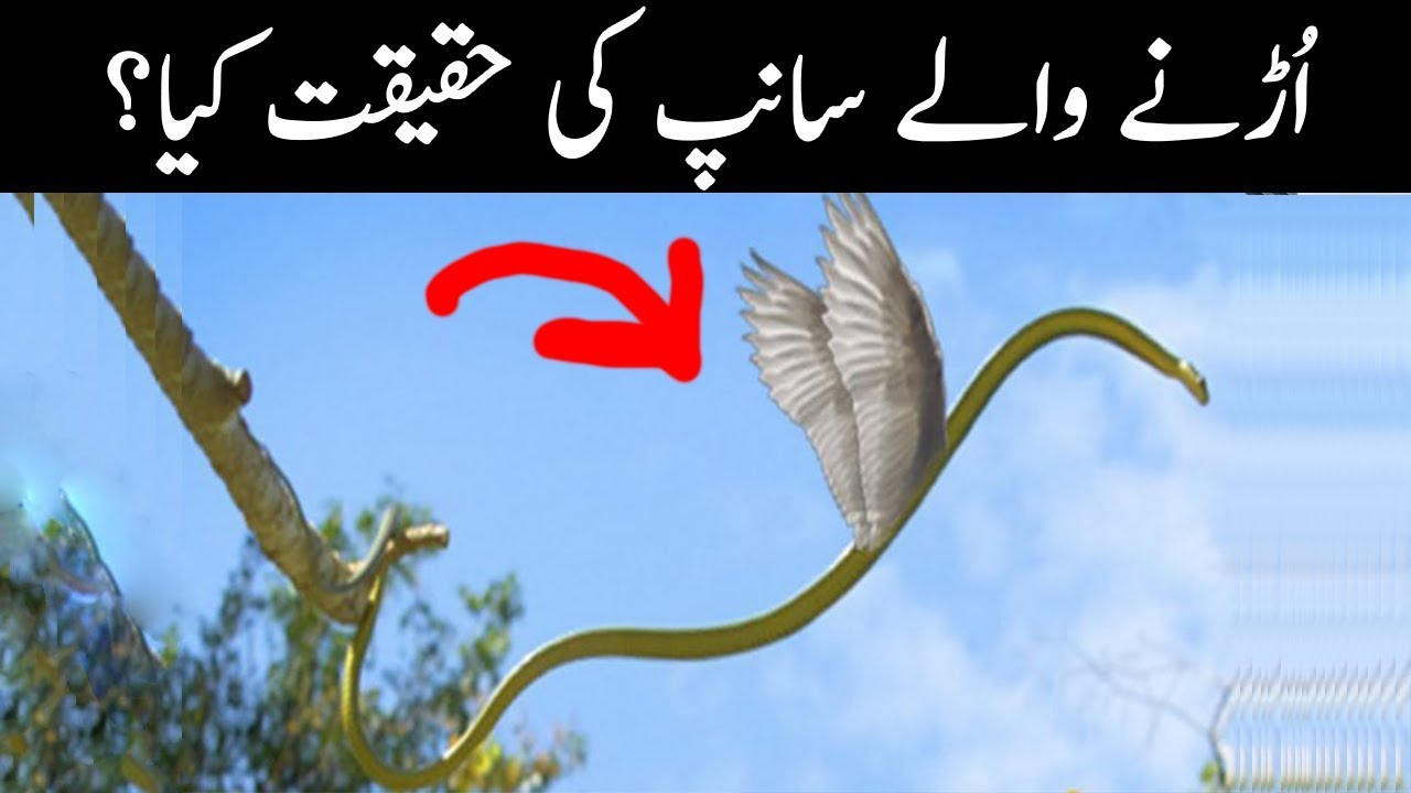 The Scientific Reason Behind Flying Snakes is Now Revealed - YouTube