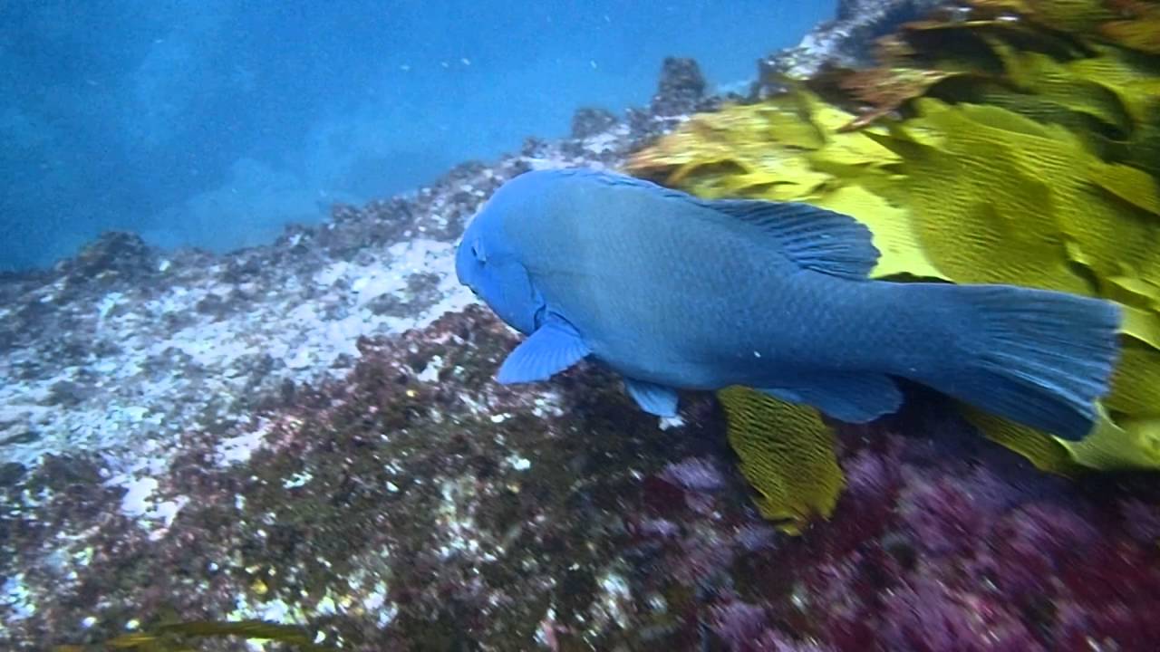Eastern Blue Groper - YouTube