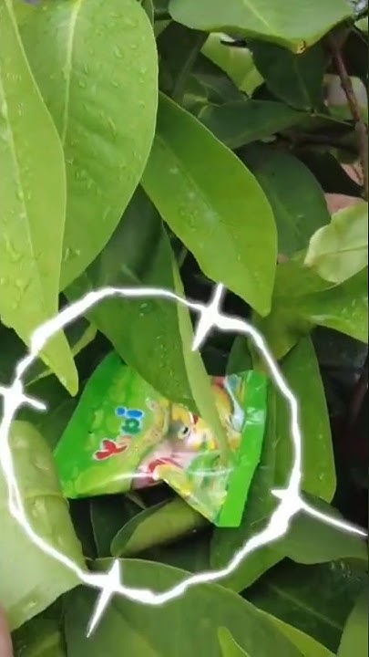 Mencari dan menemukan #jajanan permen yupi sour oringo di pohon jambu #huntingjajan #permenyupi ...