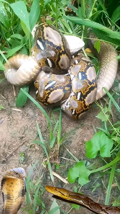 python wrapped around king cobra - YouTube