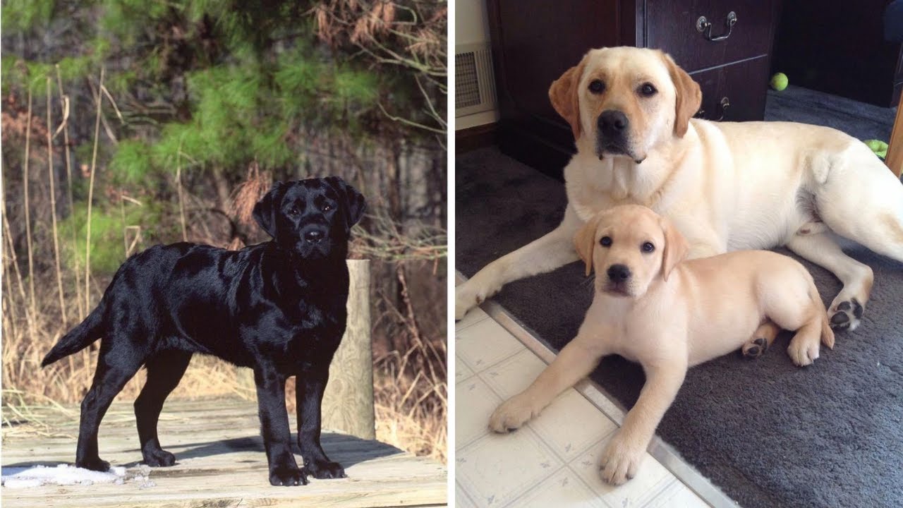 Labrador Retriever - YouTube