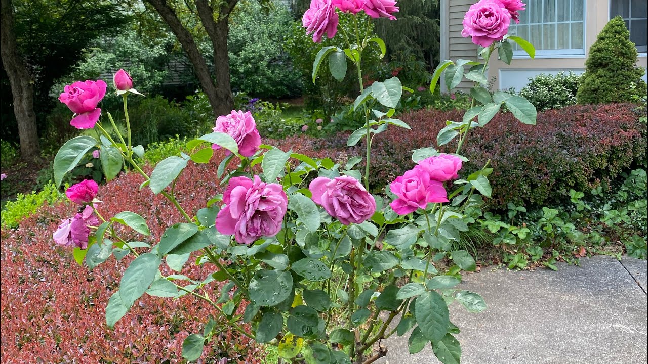 品種介紹（28）紫色樹月季，Purple 36-Inch Tree Rose - YouTube