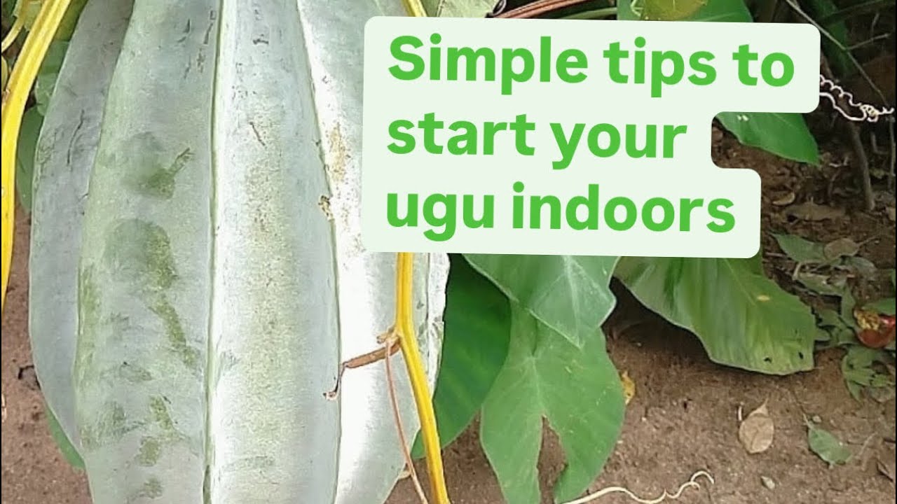 "Unlock the Secrets: How to Start Fluted Pumpkin Seeds Indoors for a ...