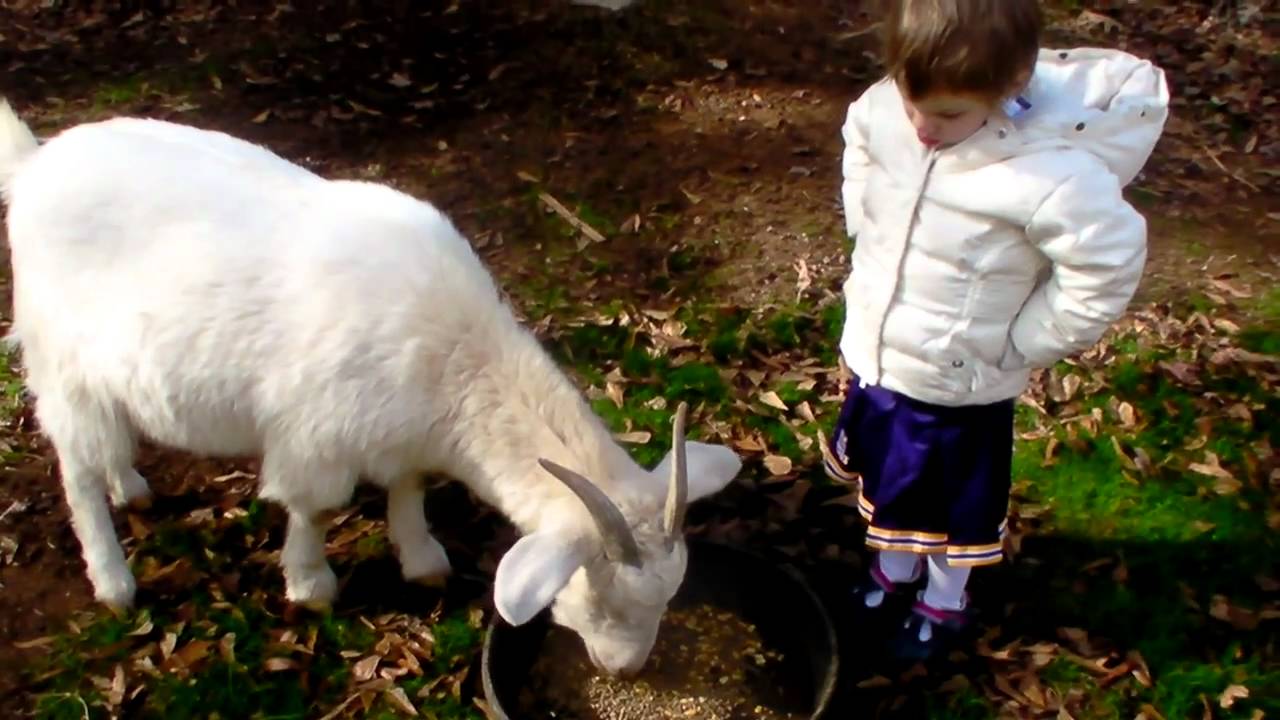 Lila Rose, goat cheerleader - YouTube