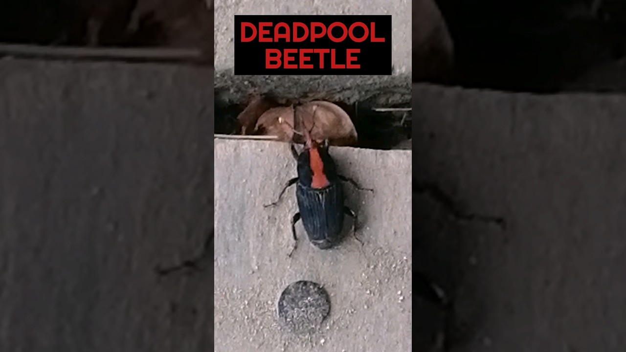 Deadpool Bug exist - YouTube