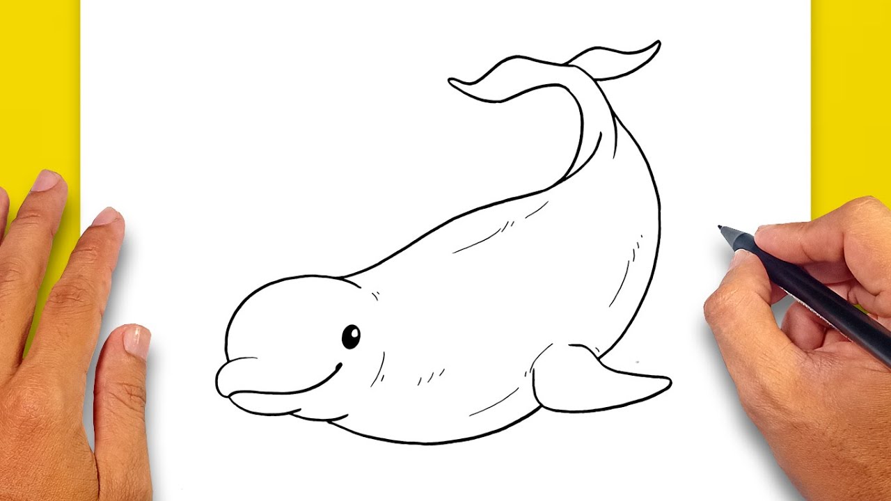 How to draw Beluga Whale - YouTube