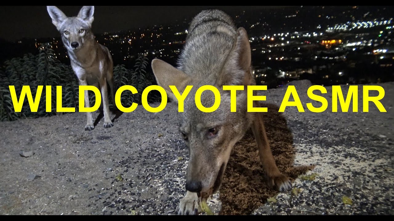 Wild Coyote Chewing Like No Other CRUNCHY ASMR - YouTube