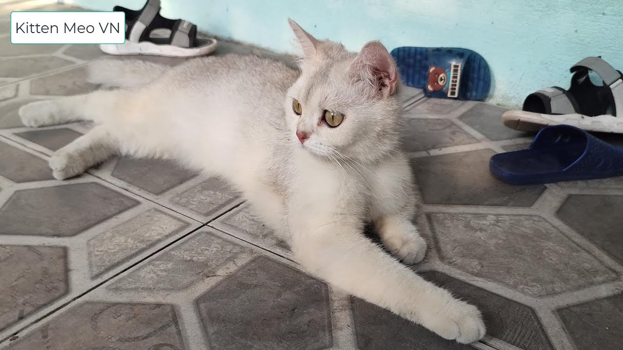 Min cat lying and looking at it has a really long back - YouTube