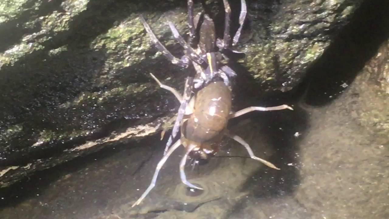 Fishing Spider Catches Crayfish - YouTube