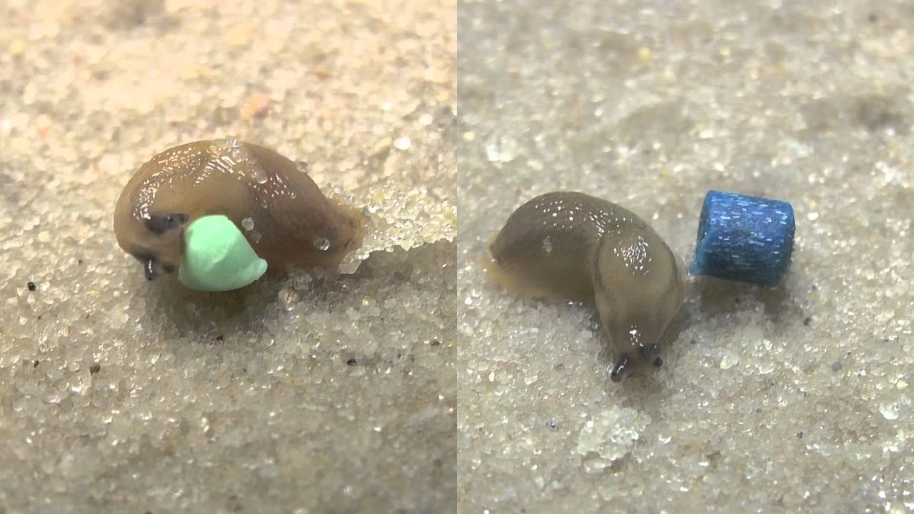 Slug Bait - Iron Baits vs. Metaldehyde - YouTube