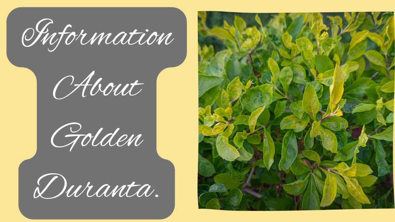 Golden Duranta Plant | Duranta | How to Grow Golden Duranta | Pruning ...