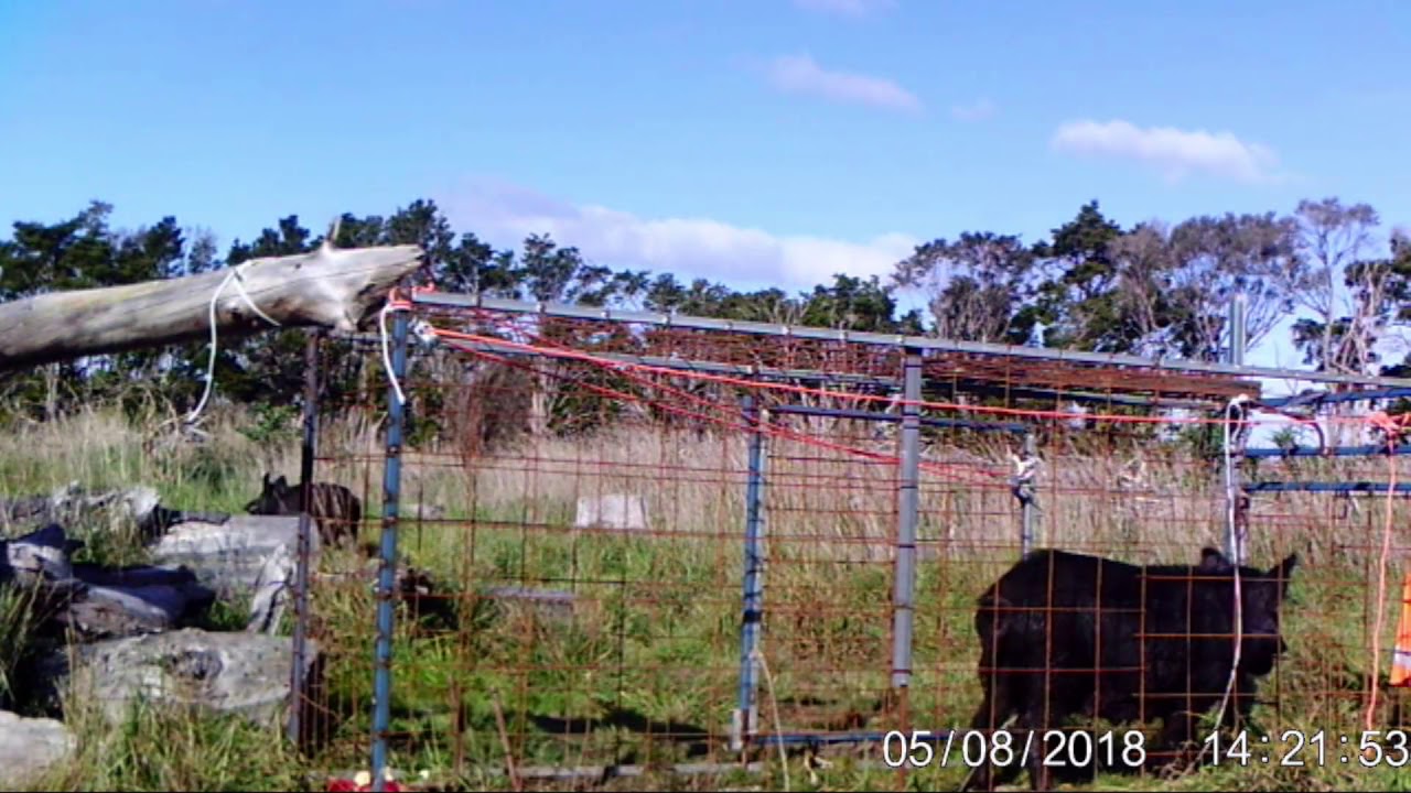 Pig Trapping, Masterton, New Zealand - YouTube