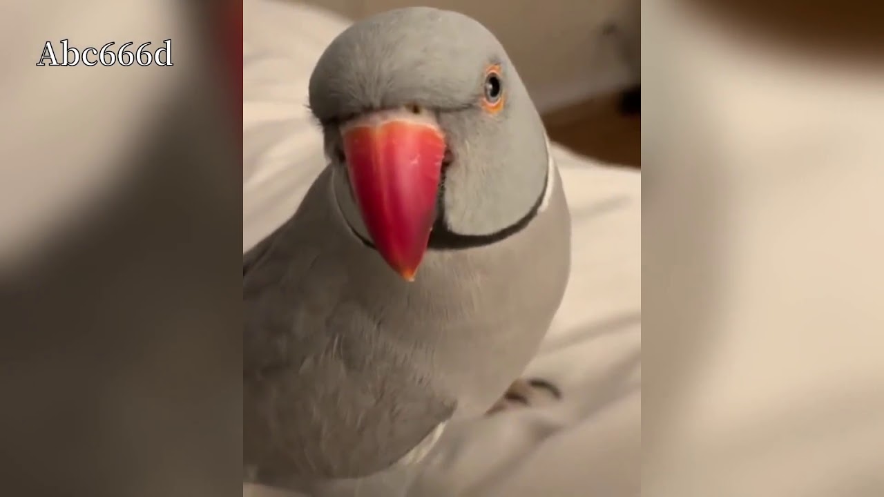 🤣 Funniest Parrots 🐶 - Try Not To Laugh - Best Of The Funny Animal ...