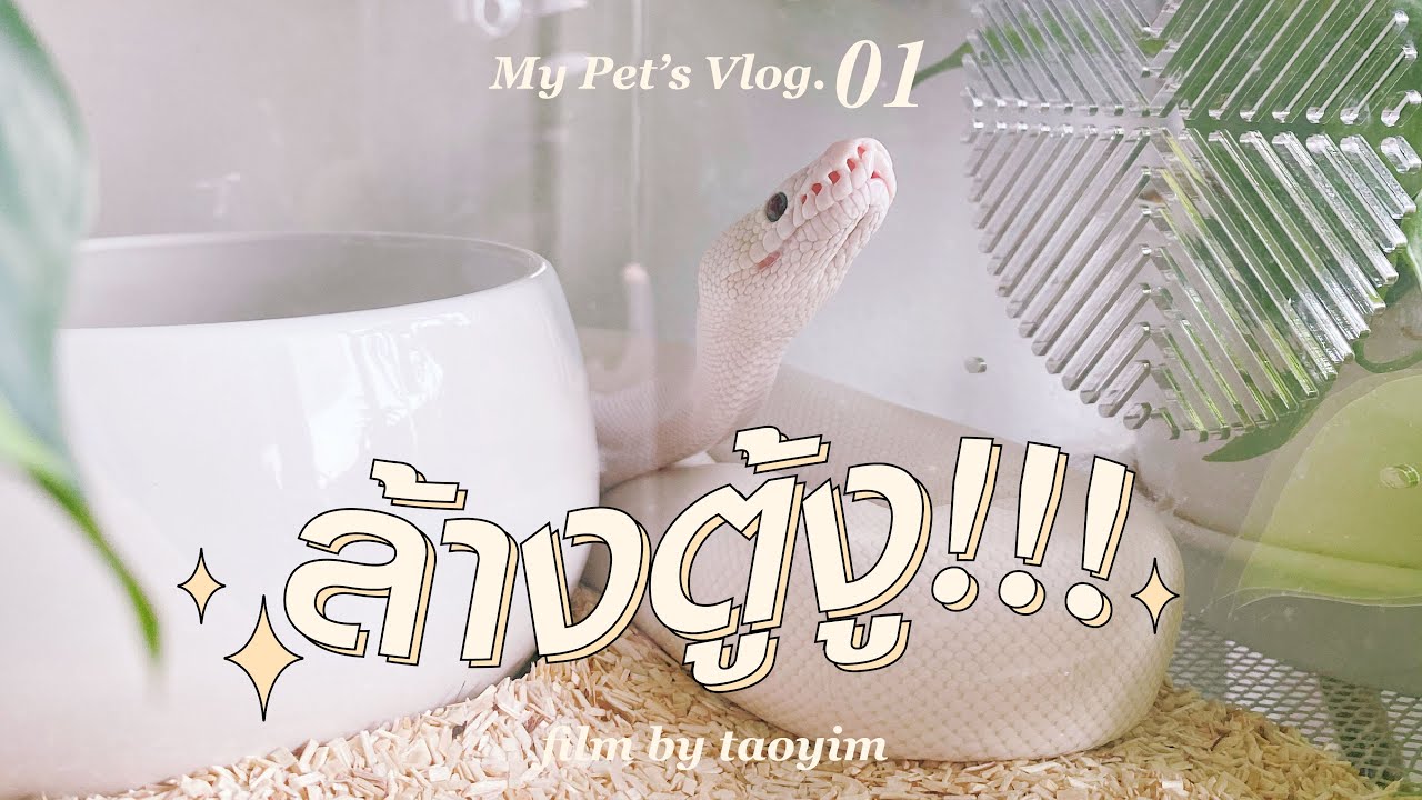 My Pet’s Vlog. 01 | 🐍💩 ล้างตู้น้องงู Corn Snake & Ball Python - YouTube