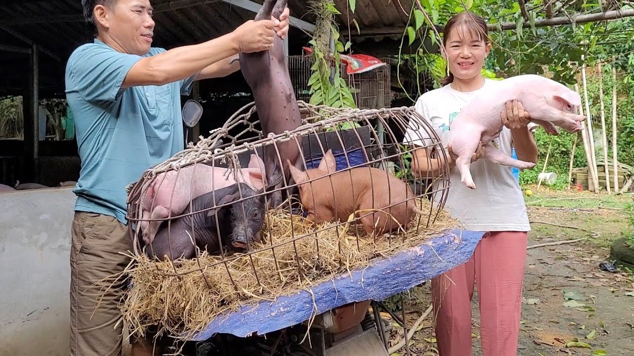 Catch white, black and brown piglets. Take care of pigs and chickens. (Episode 71). - YouTube