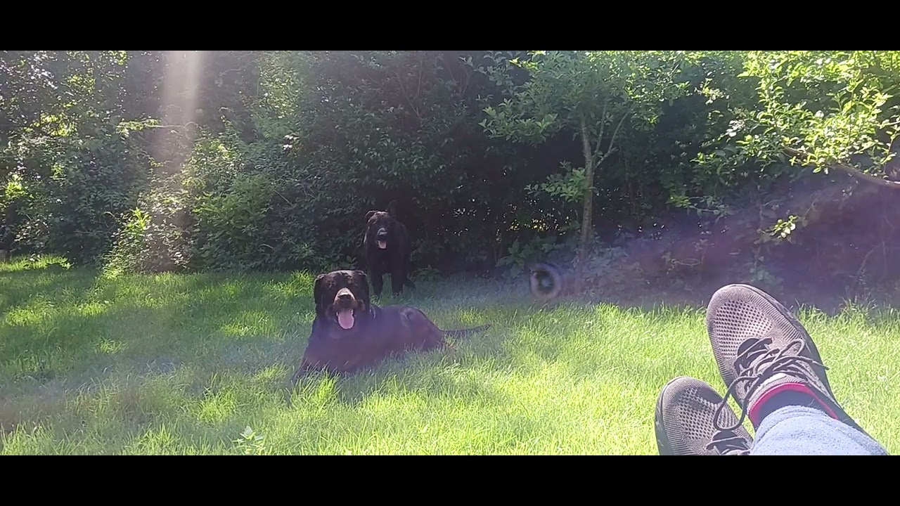 black German shepherd and 170 lbs Rottweiler - YouTube
